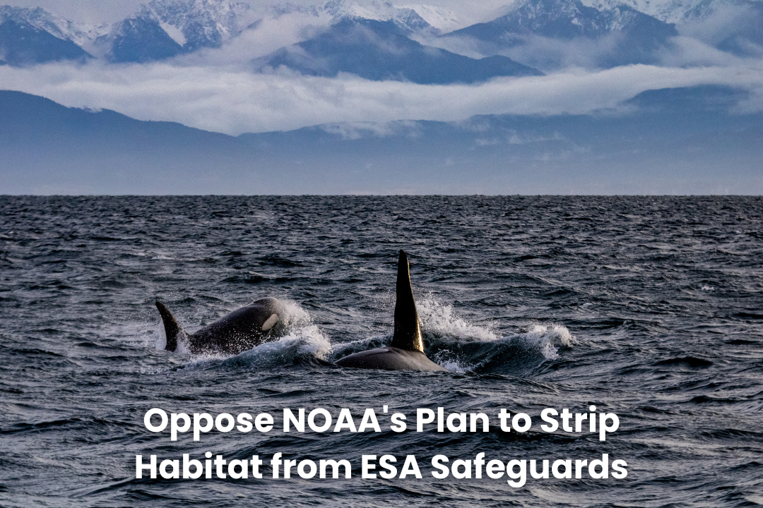 Take Action — Orca Conservancy
