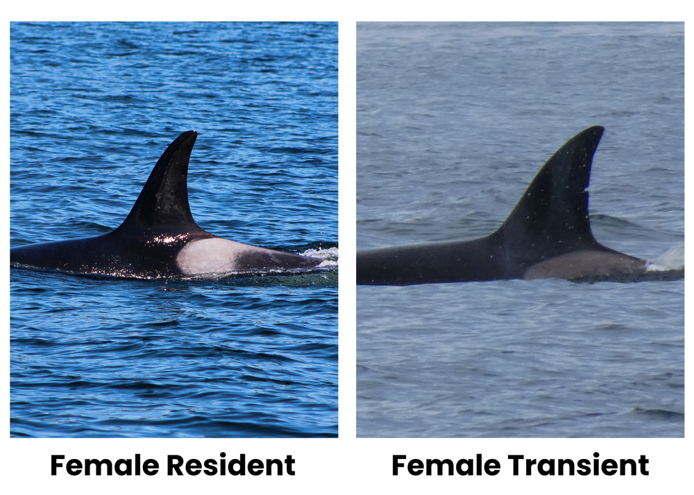 Learn — Orca Conservancy