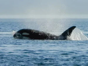 Meet the Southern Residents — Orca Conservancy