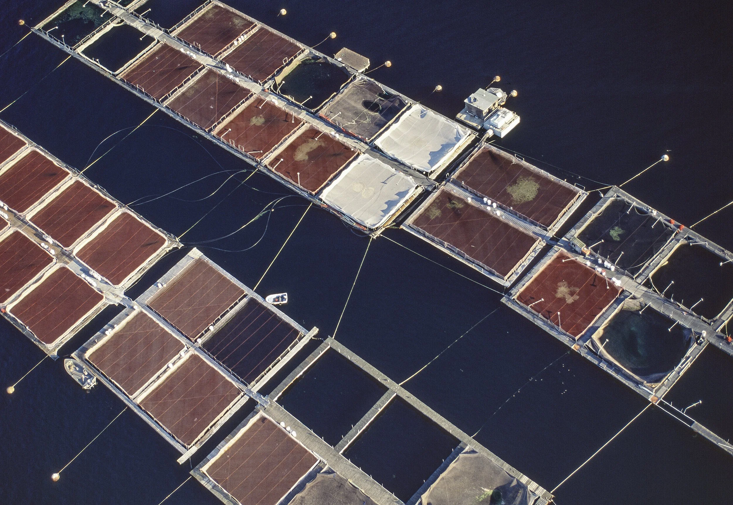 ACTION ALERT: Send Email to Stop Lease Renewal of Cooke Aquaculture Net ...