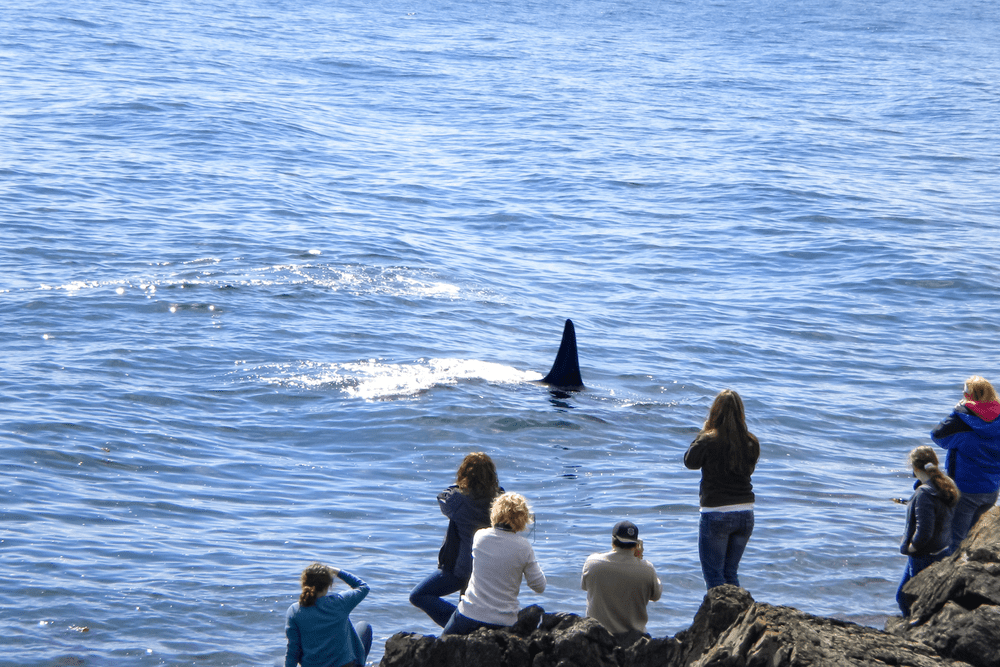 Sightings Report — Orca Conservancy