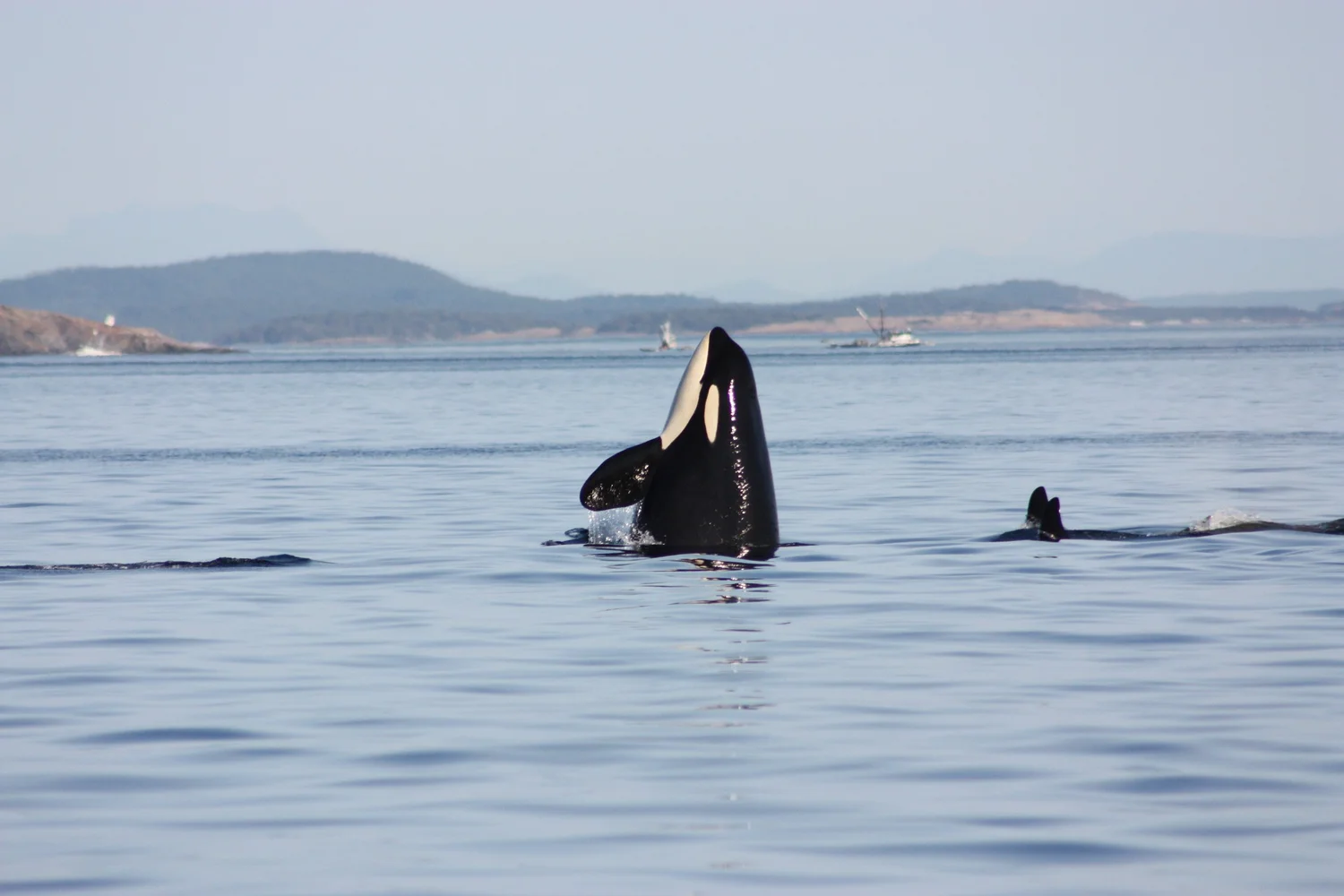 Volunteer — Orca Conservancy