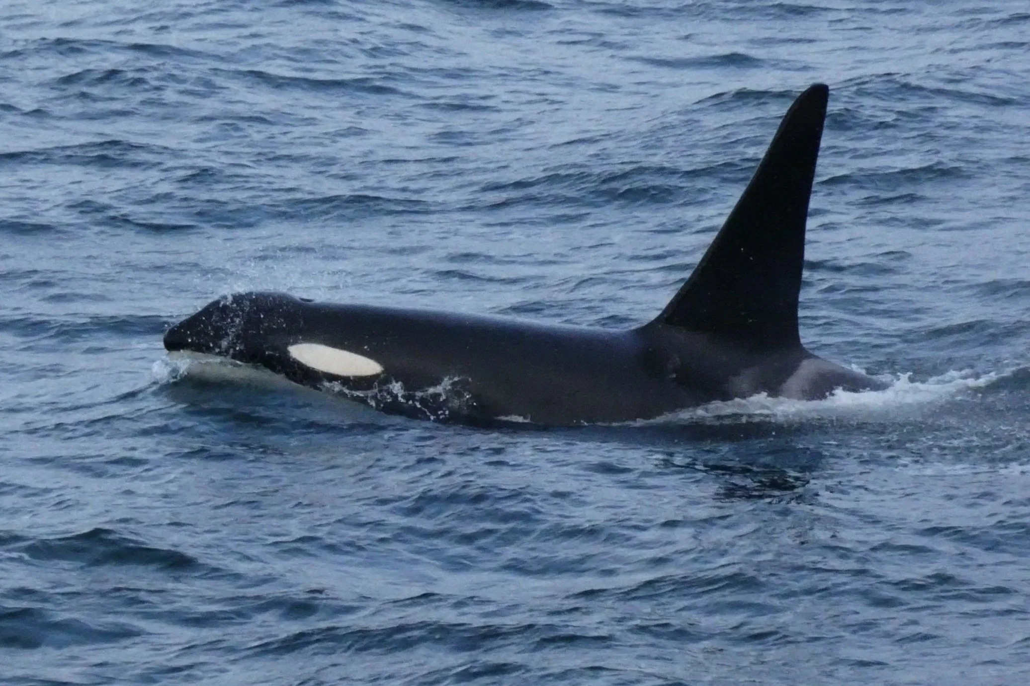 Meet the Southern Residents — Orca Conservancy
