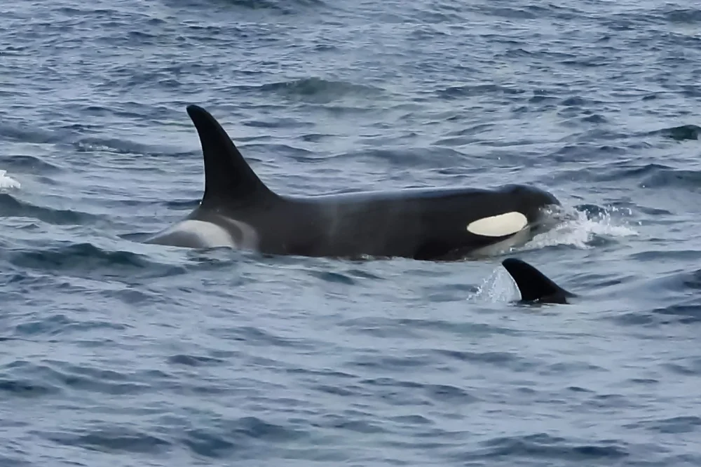 Meet the Southern Residents — Orca Conservancy