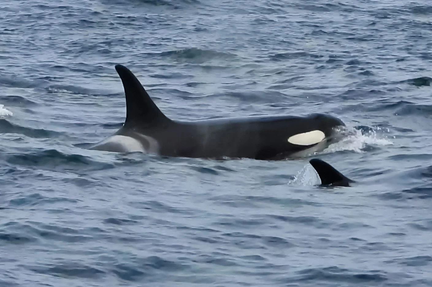 Meet the Southern Residents — Orca Conservancy
