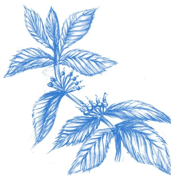 Mediterranean Restaurant in Anaheim | Aleppo's Kitchen