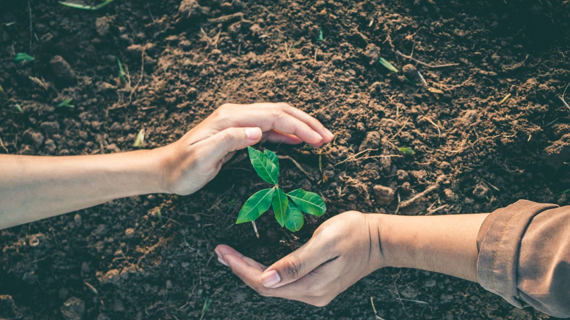 Mental Health Therapy In Calgary | Rooted Counselling