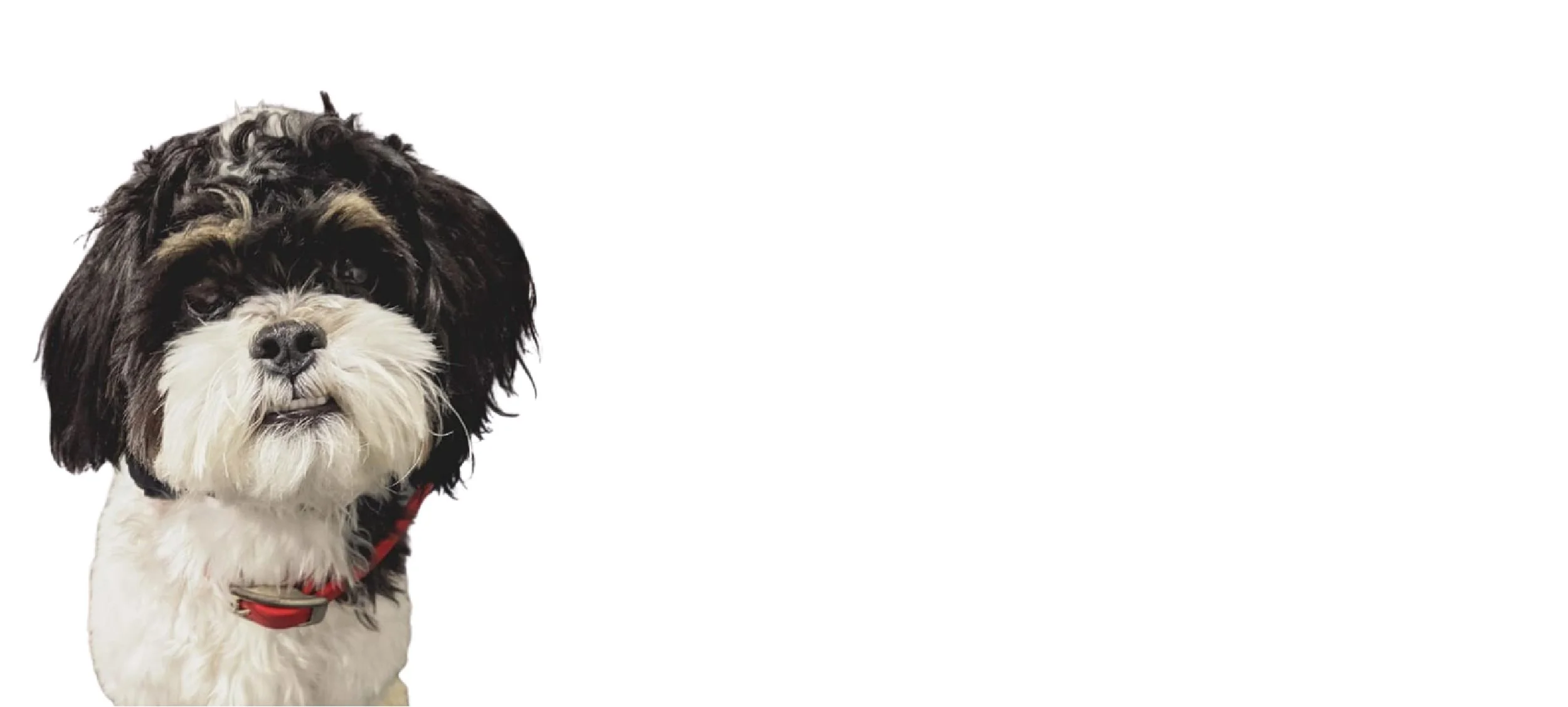 Nebraska Dog Trainers | Omaha | Lincoln