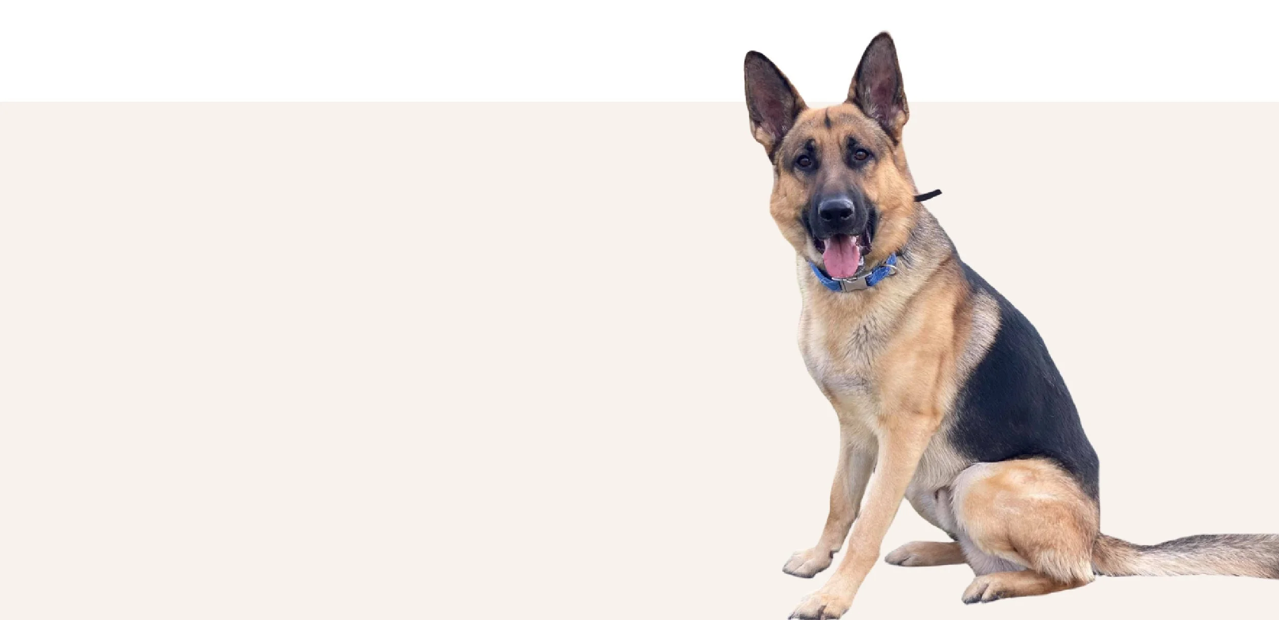 Nebraska Dog Trainers | Omaha | Lincoln