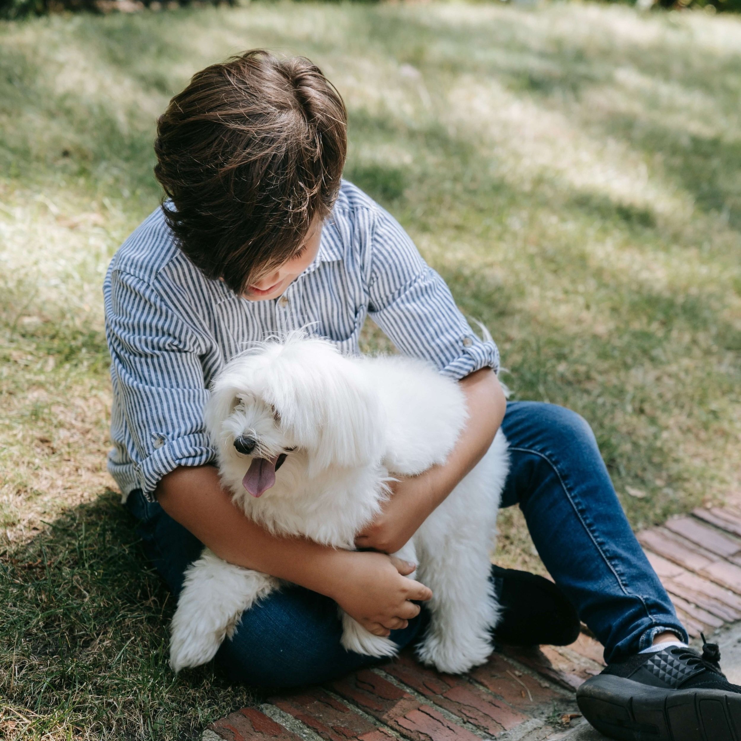 Dog Obedience Training Packages — NE Dog Trainers