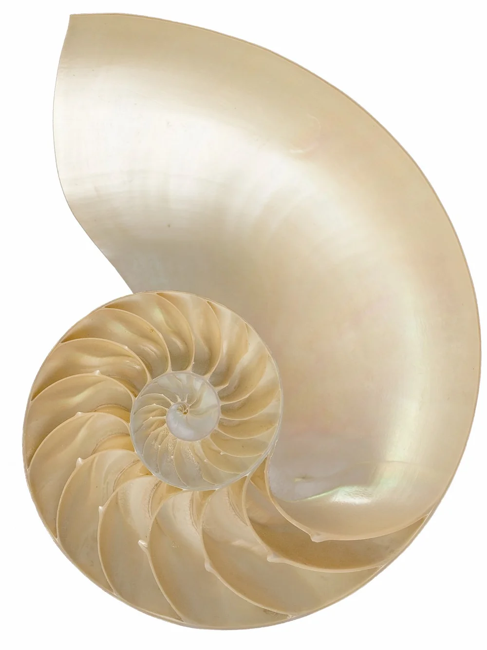 Golden Mean Pilates Studio