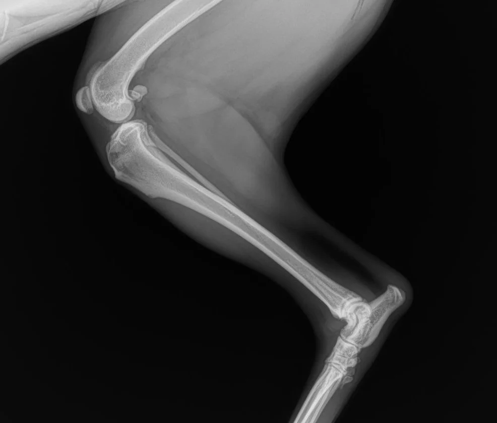 Resurgence Veterinary Mobility - Joint Injections | Veterinary ...