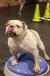 Resurgence Veterinary Mobility — Navigating the Spin: How ...