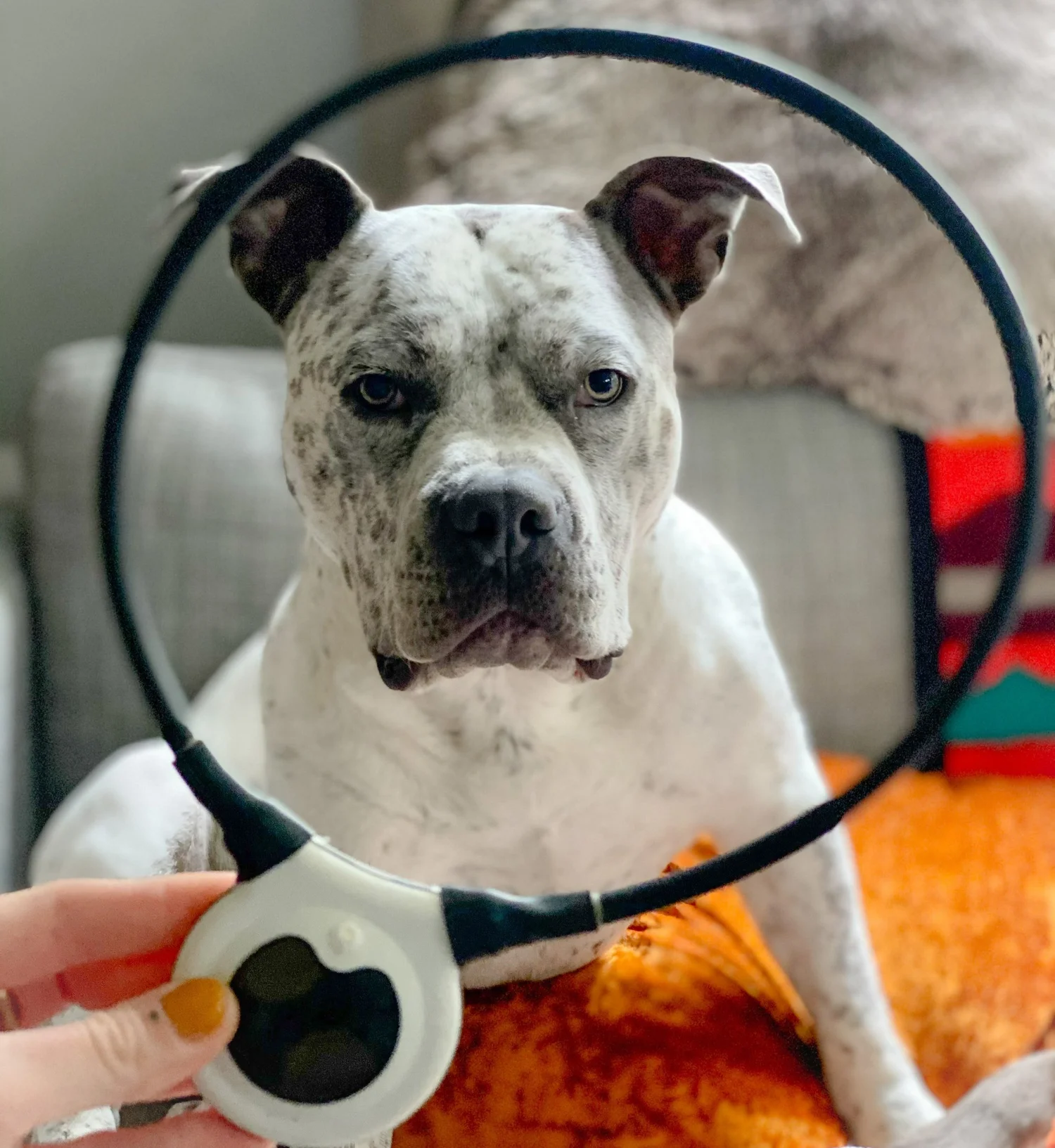 Resurgence Veterinary Mobility — PEMF Therapy for Dogs and Cats ...