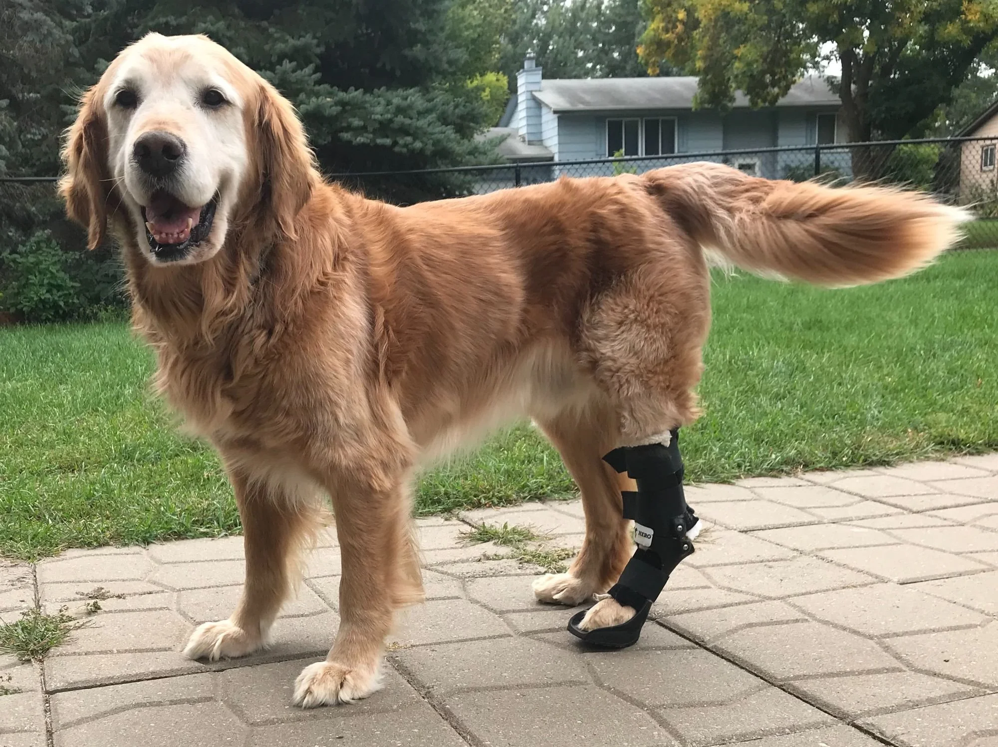 Resurgence Veterinary Mobility — Understanding Calcaneal Tendon ...