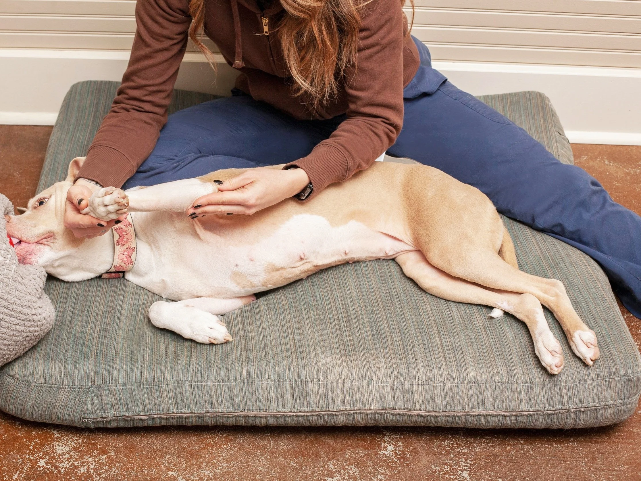 Resurgence Veterinary Mobility | Vet Rehab & Acupuncture | Atlanta, GA