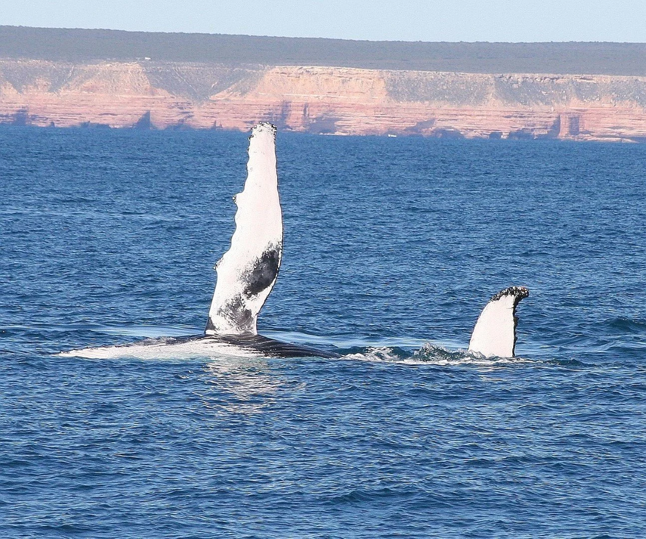 Gallery | Explore Ocean Wonders Today — Reefwalker Ocean Discovery Tours