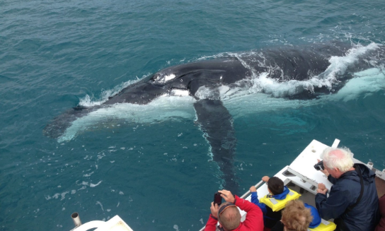 Reefwalker Ocean Discovery Tours | Experience Ocean Adventures Today