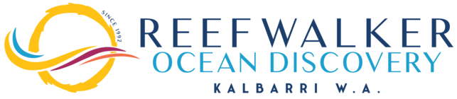 Gallery | Explore Ocean Wonders Today — Reefwalker Ocean Discovery Tours