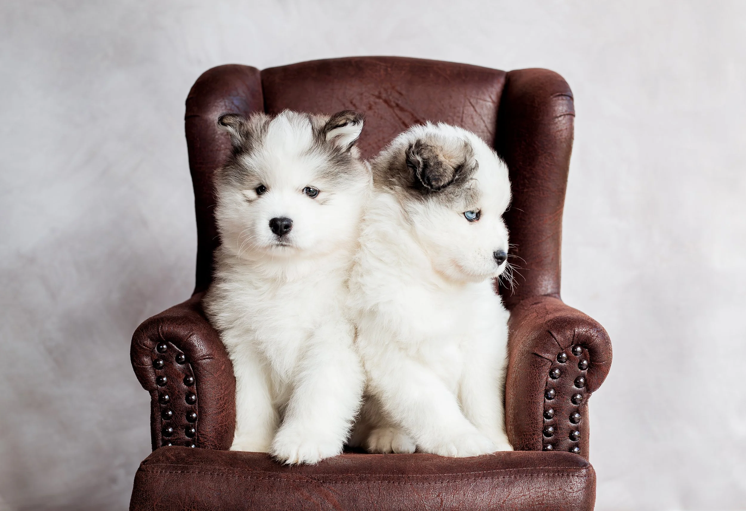 Our Breed — Itahni Kennels