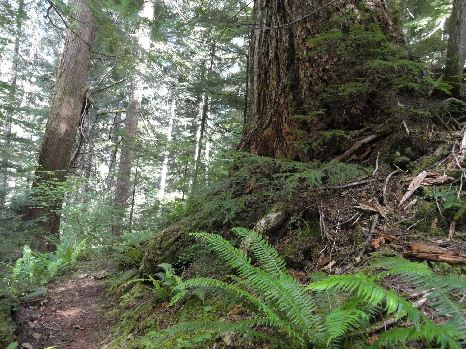 On the look out for squatch — Tracing the Fjord | Hood Canal and South ...