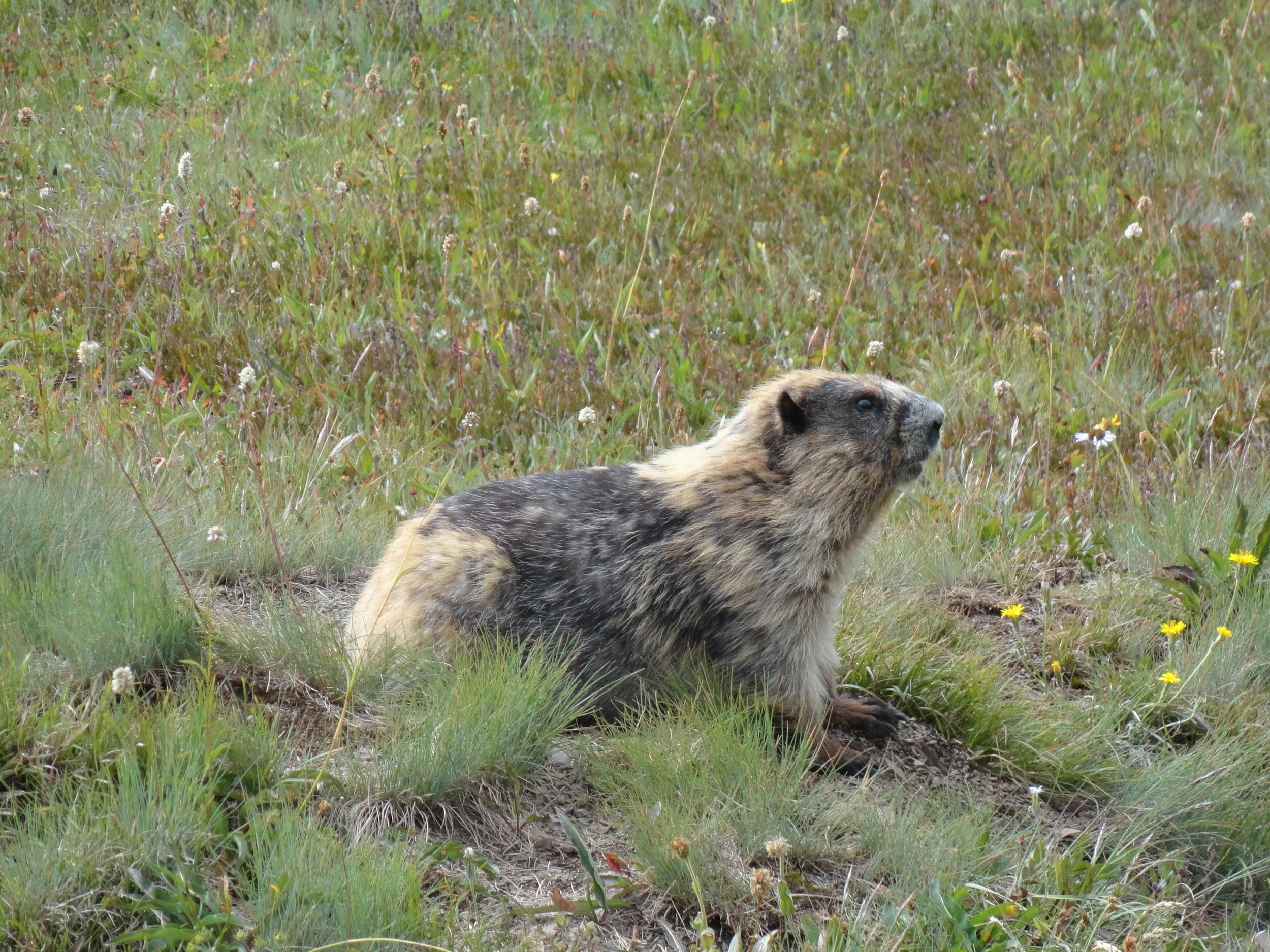 Hike with the marmots of Marmot Pass — Tracing the Fjord | Hood Canal ...