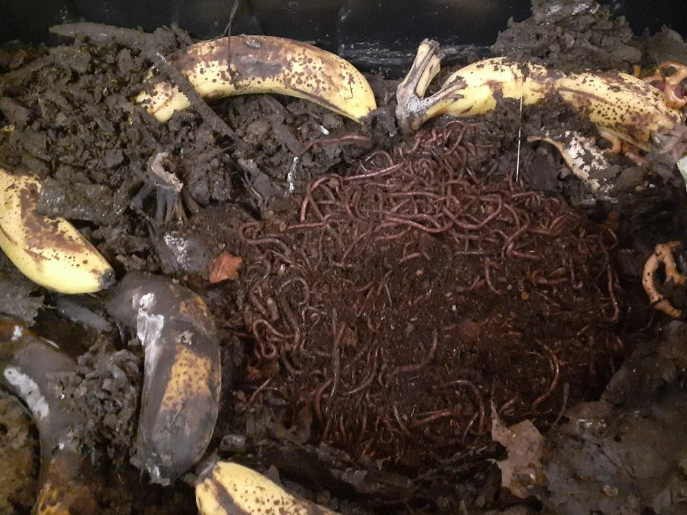 Worm Composting 101: A Complete Guide to Transforming Waste into ...