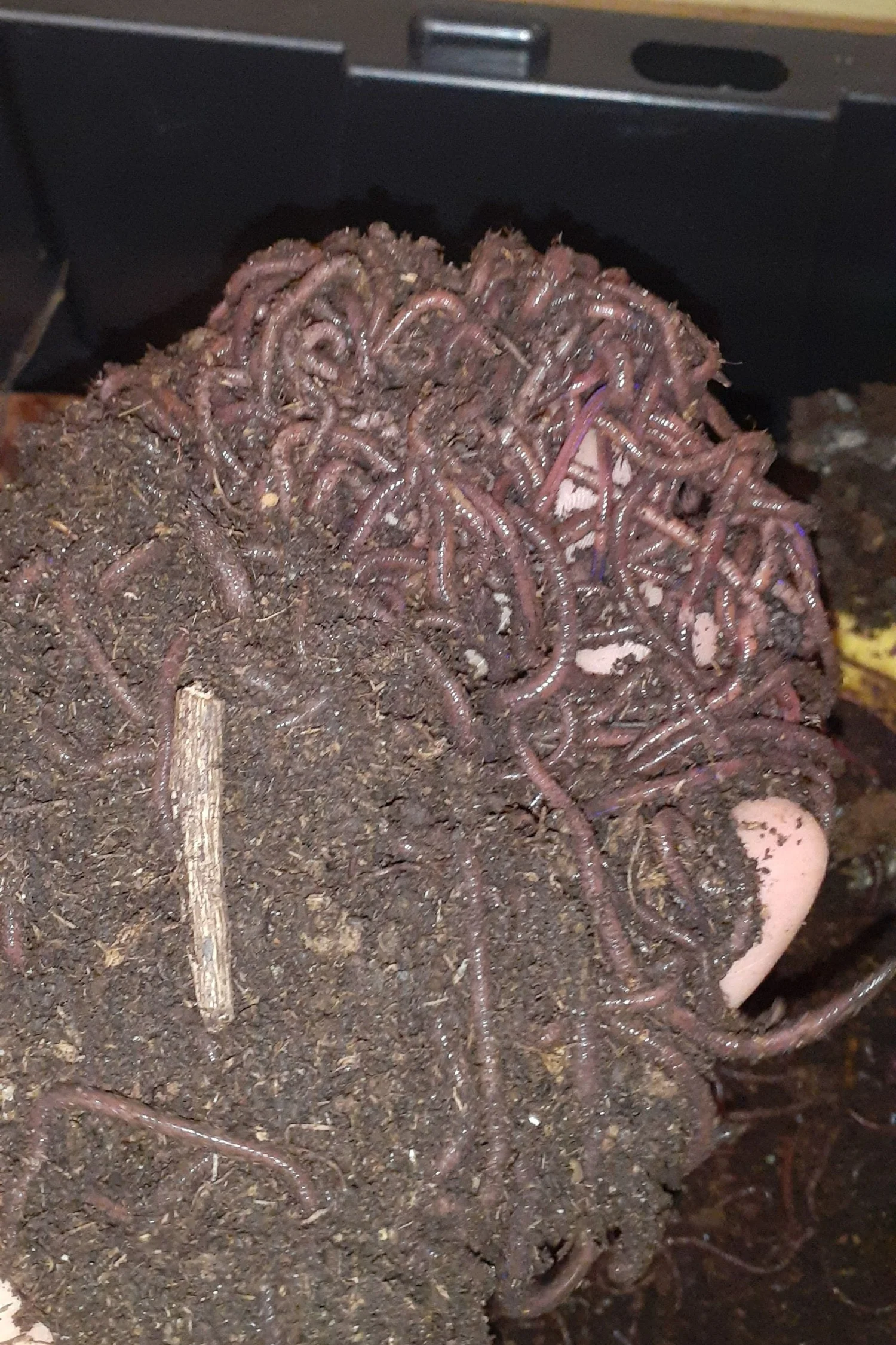 Worm Composting 101: A Complete Guide to Transforming Waste into ...