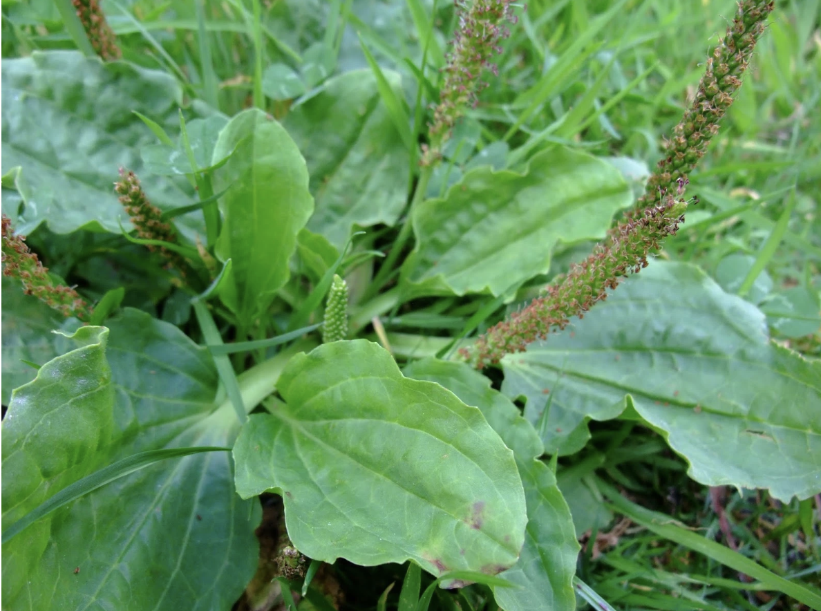 Plantain: Not a Weed! — Blue Lake Botanicals | herbal skincare, herbal ...
