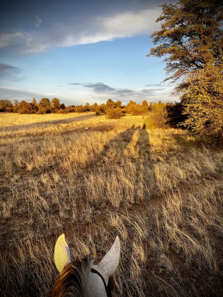 Team — Three Willows Sanctuary Non-Profit