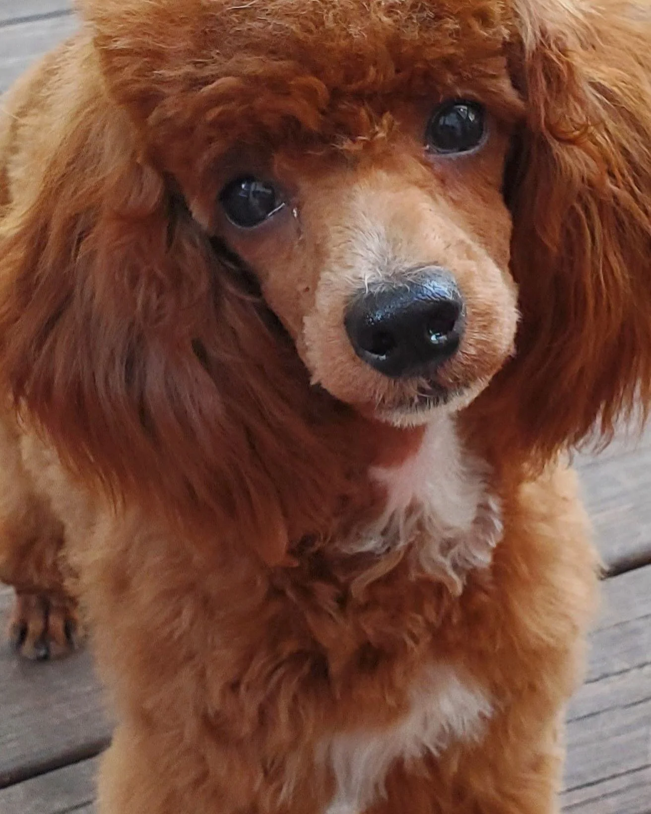 Gallery — Imaj’n Poodles