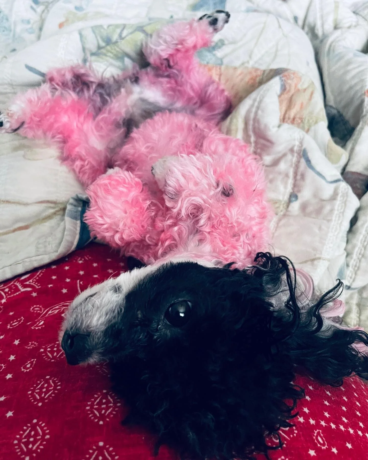 Gallery — Imaj’n Poodles