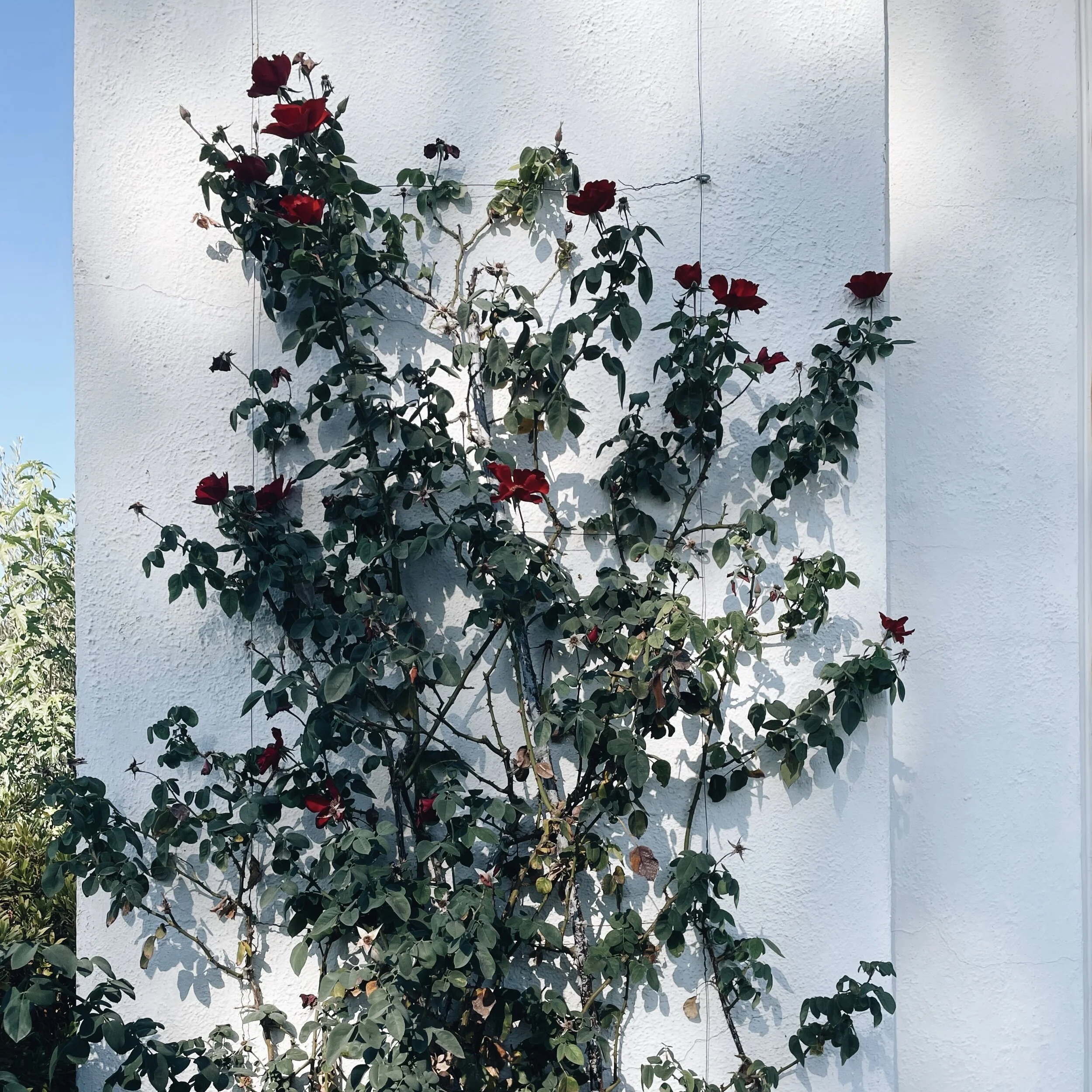 On surviving loss — Sam Chaffin Digital