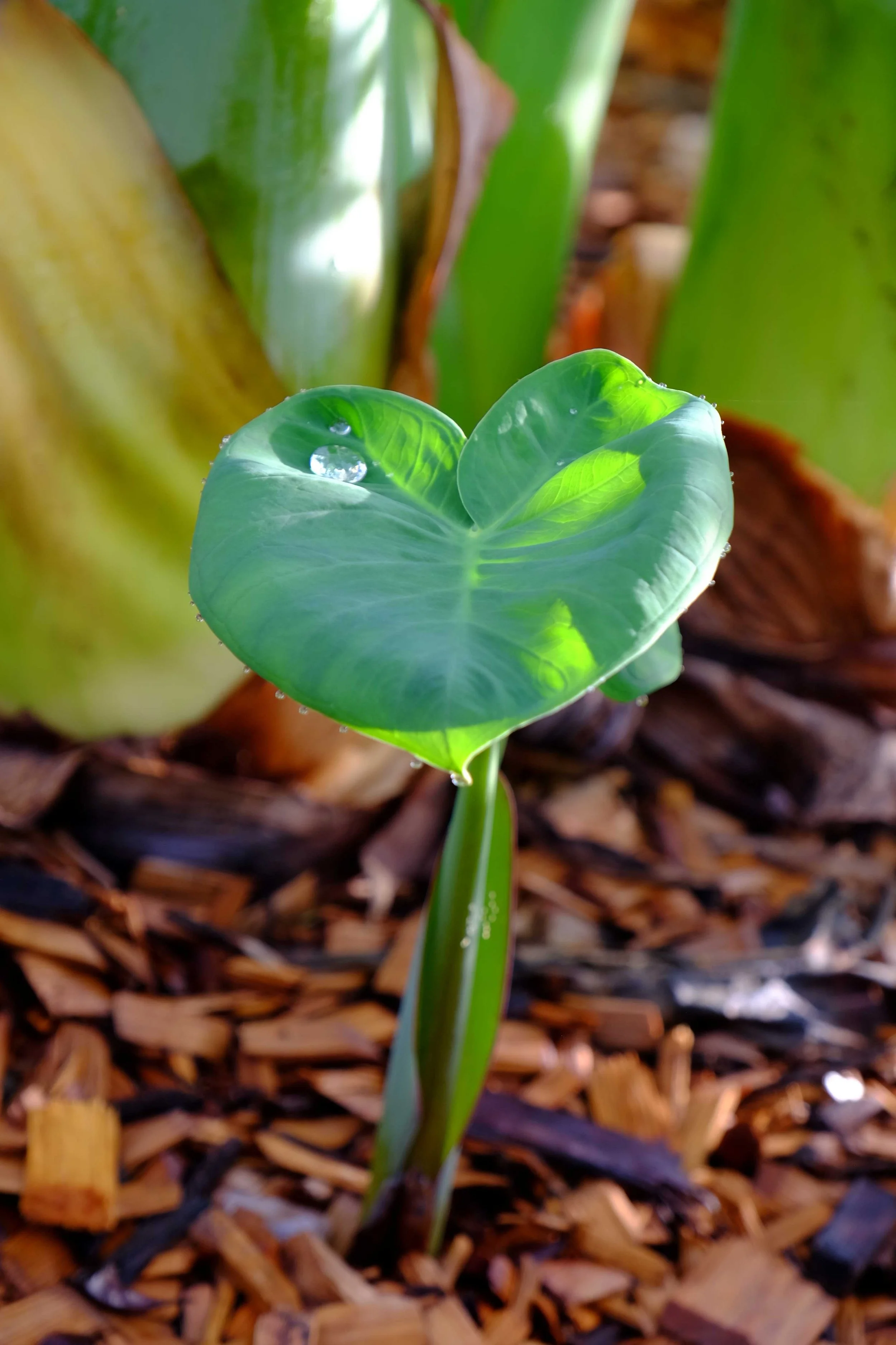 Cocoyam — Girl in the Green