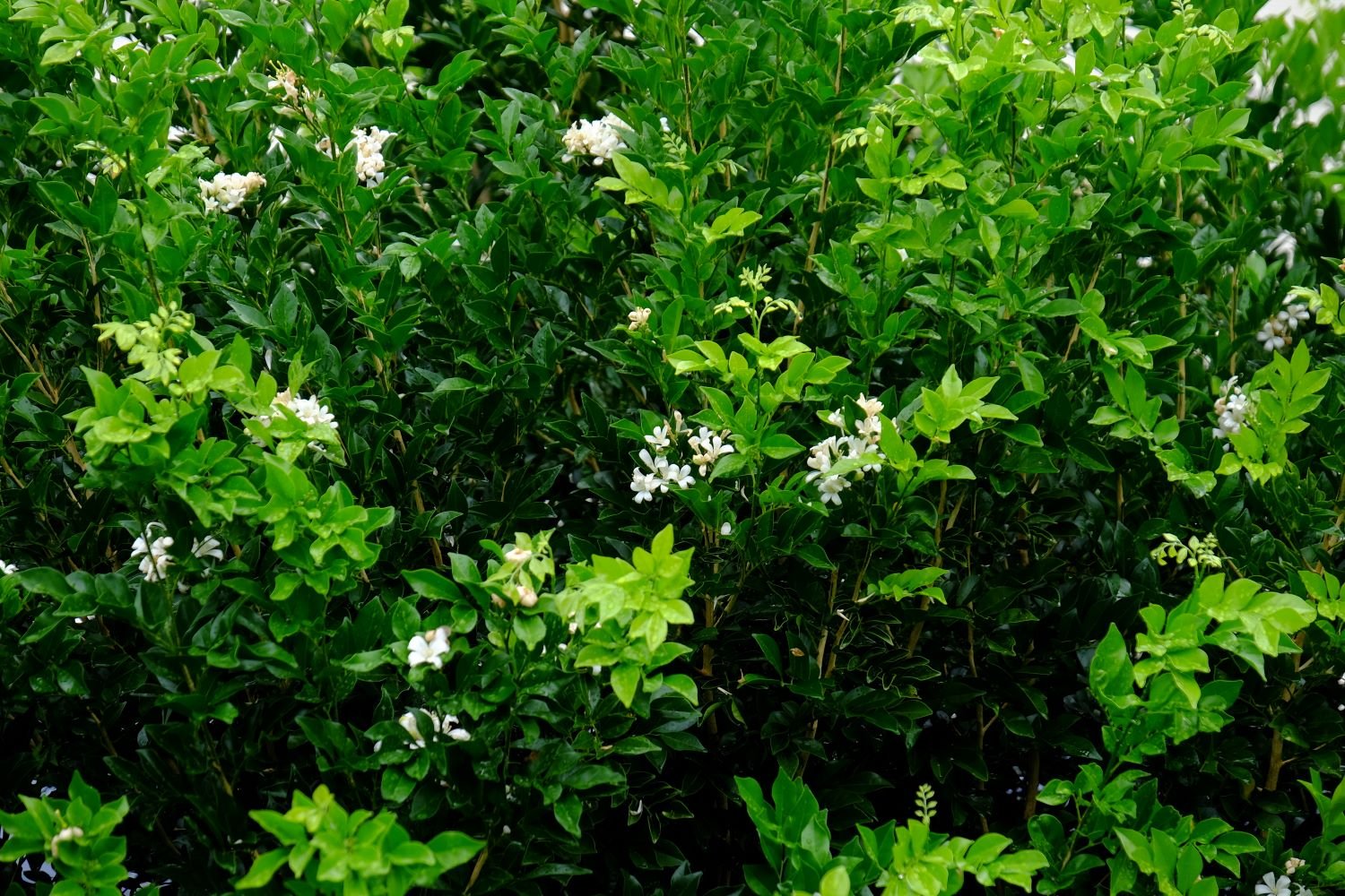 Sweet scented Murraya — Girl in the Green