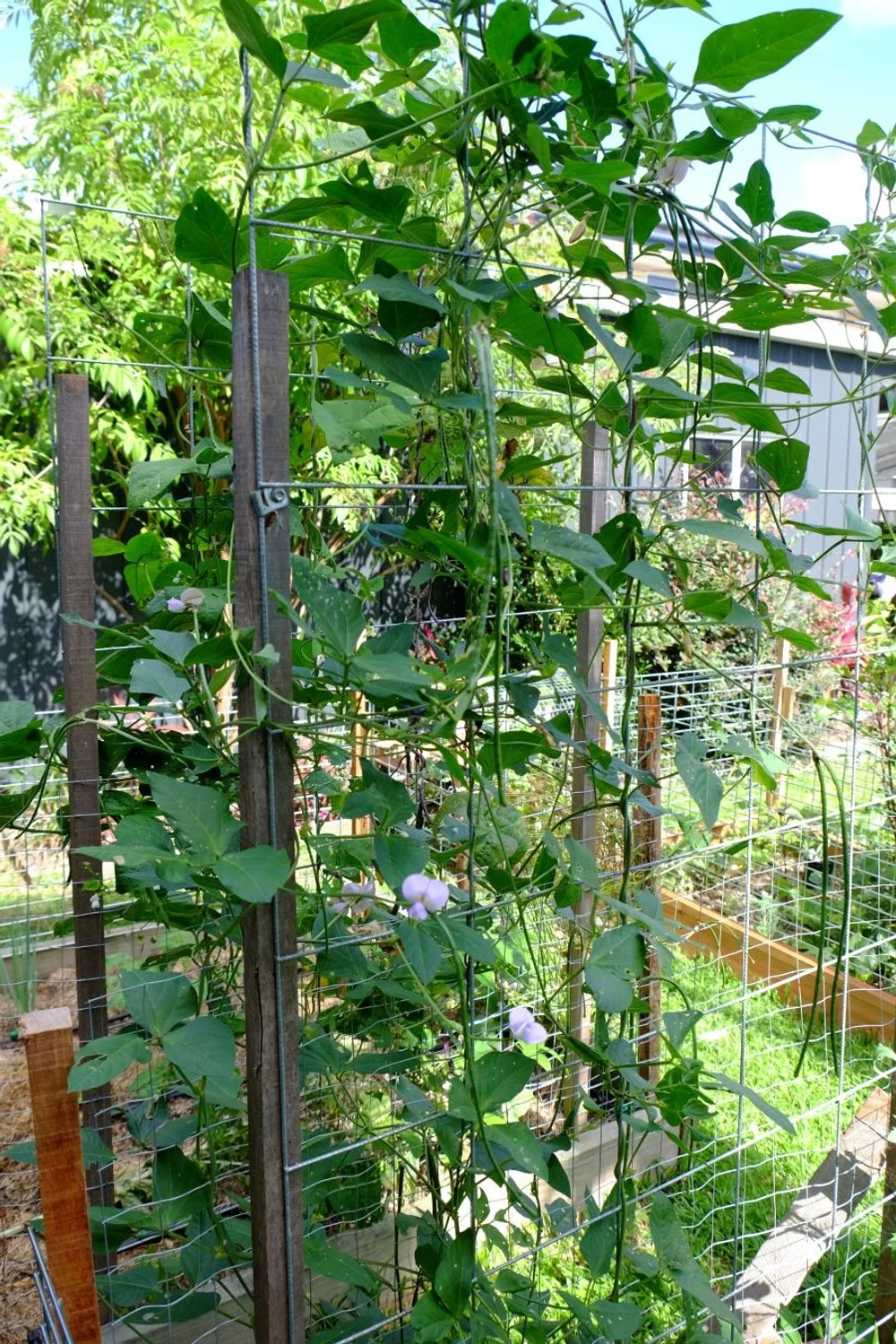 Snake Beans — Girl in the Green