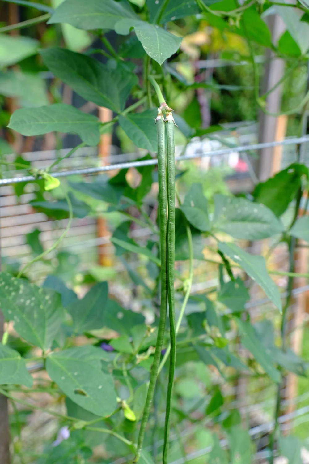 Snake Beans — Girl in the Green