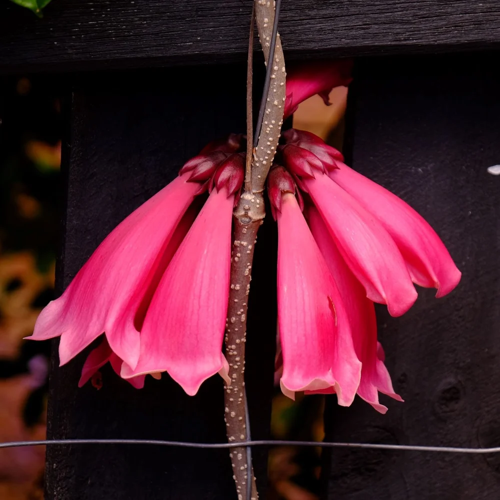 Fraser Island creeper — Girl in the Green