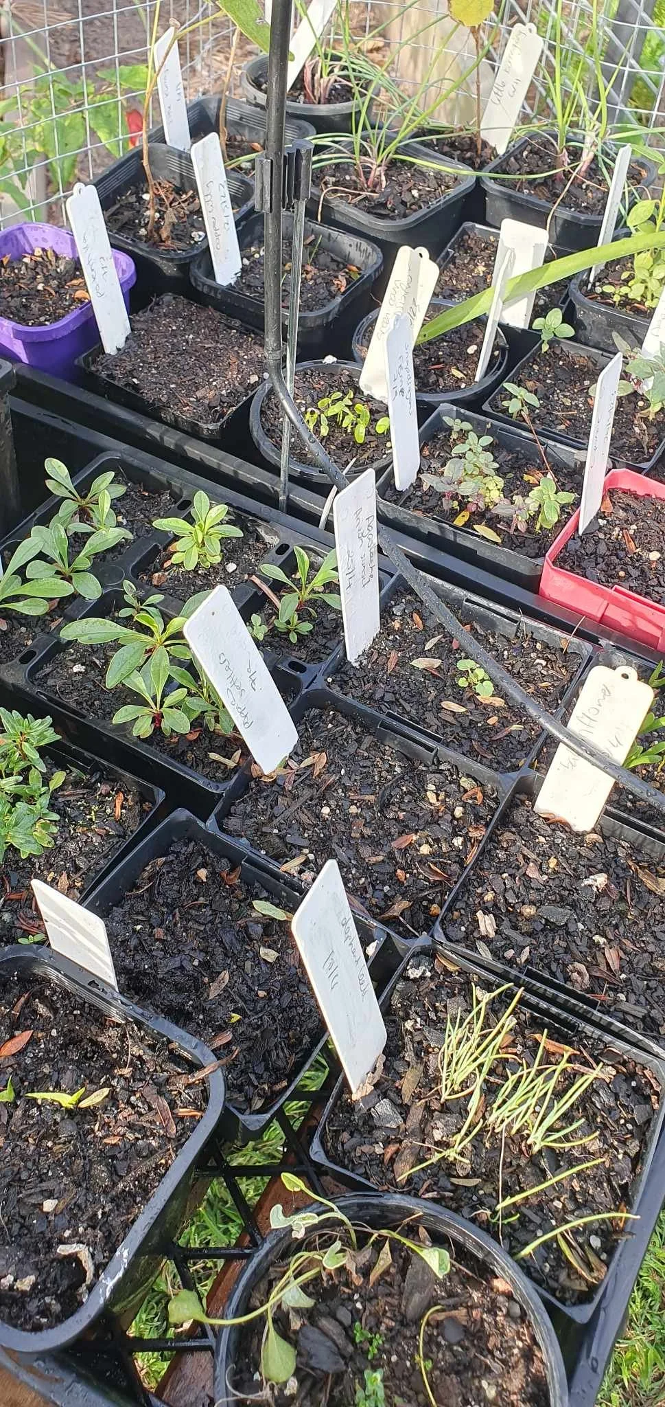 Need for seed — Girl in the Green