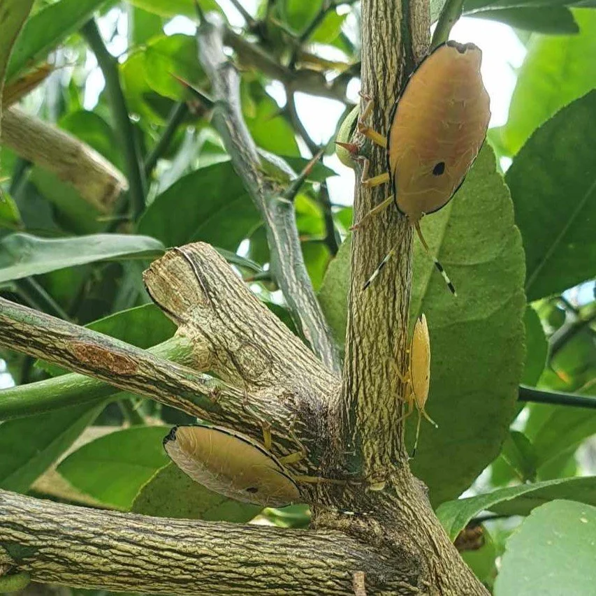 Bronze Orange Bugs — Girl in the Green