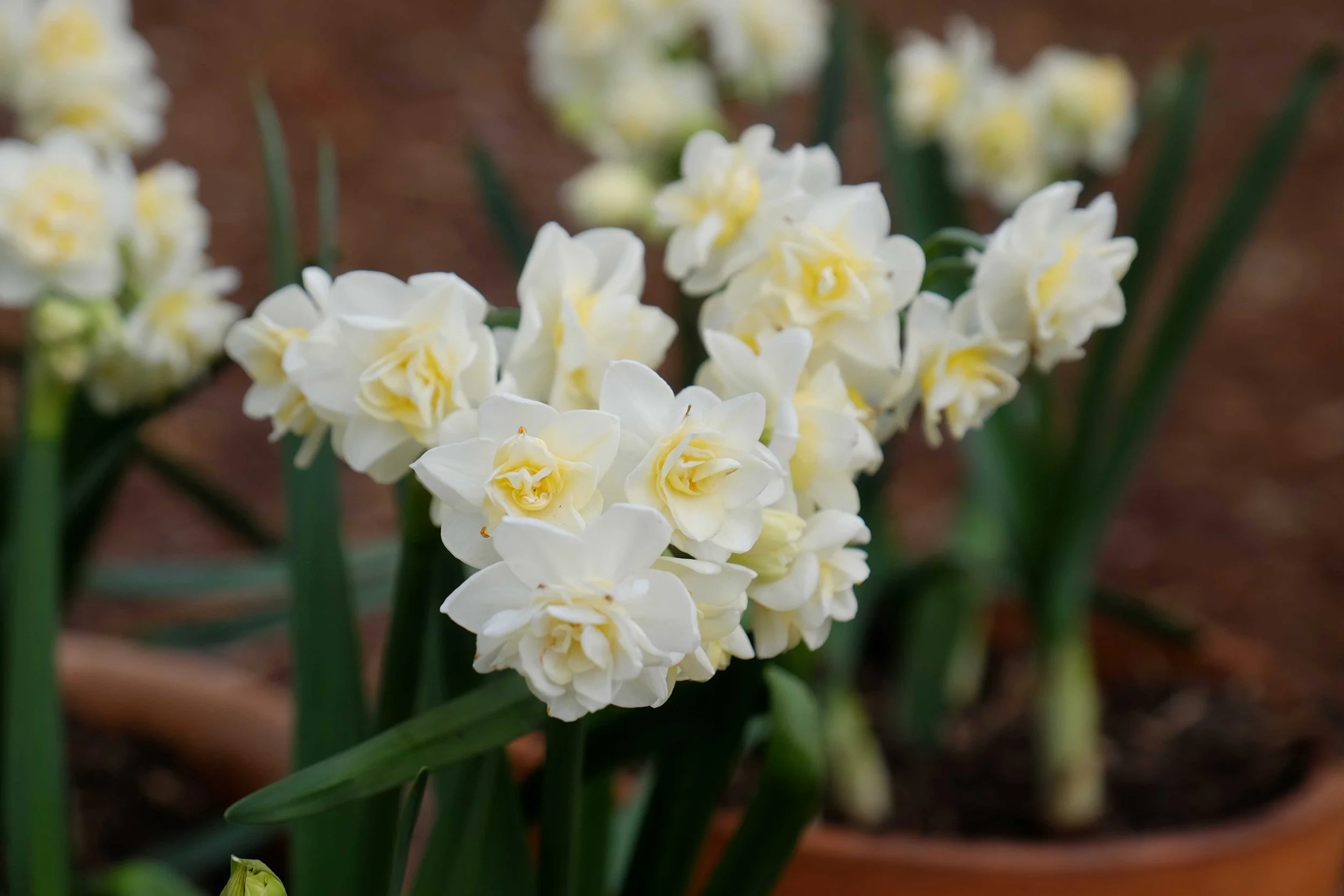 Spring bulbs in the Subtropics - Jonquils! — Girl in the Green