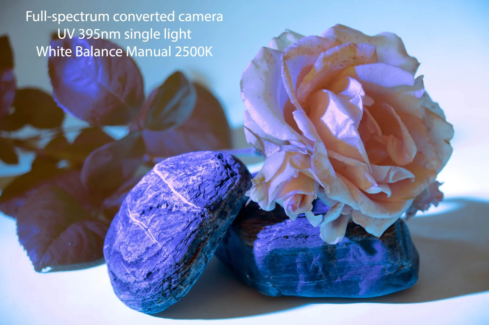 Infrared & Full-Spectrum Digital Cameras – Professional IR Conversion ...