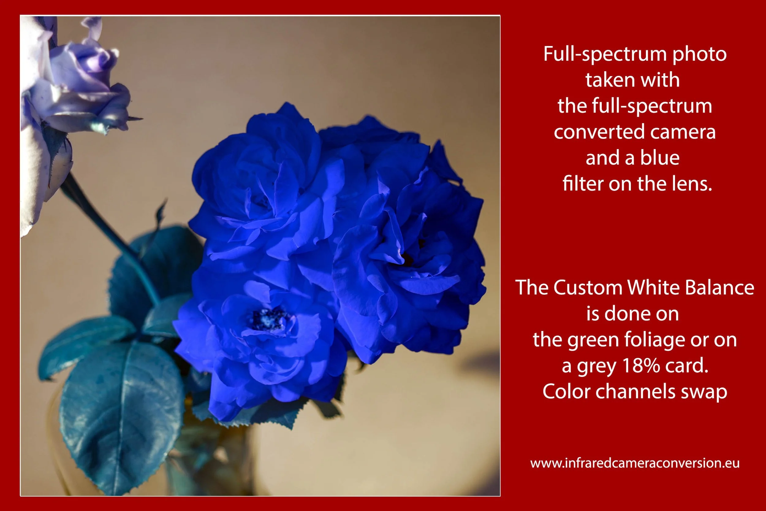 Infrared & Full-Spectrum Digital Cameras – Professional IR Conversion ...