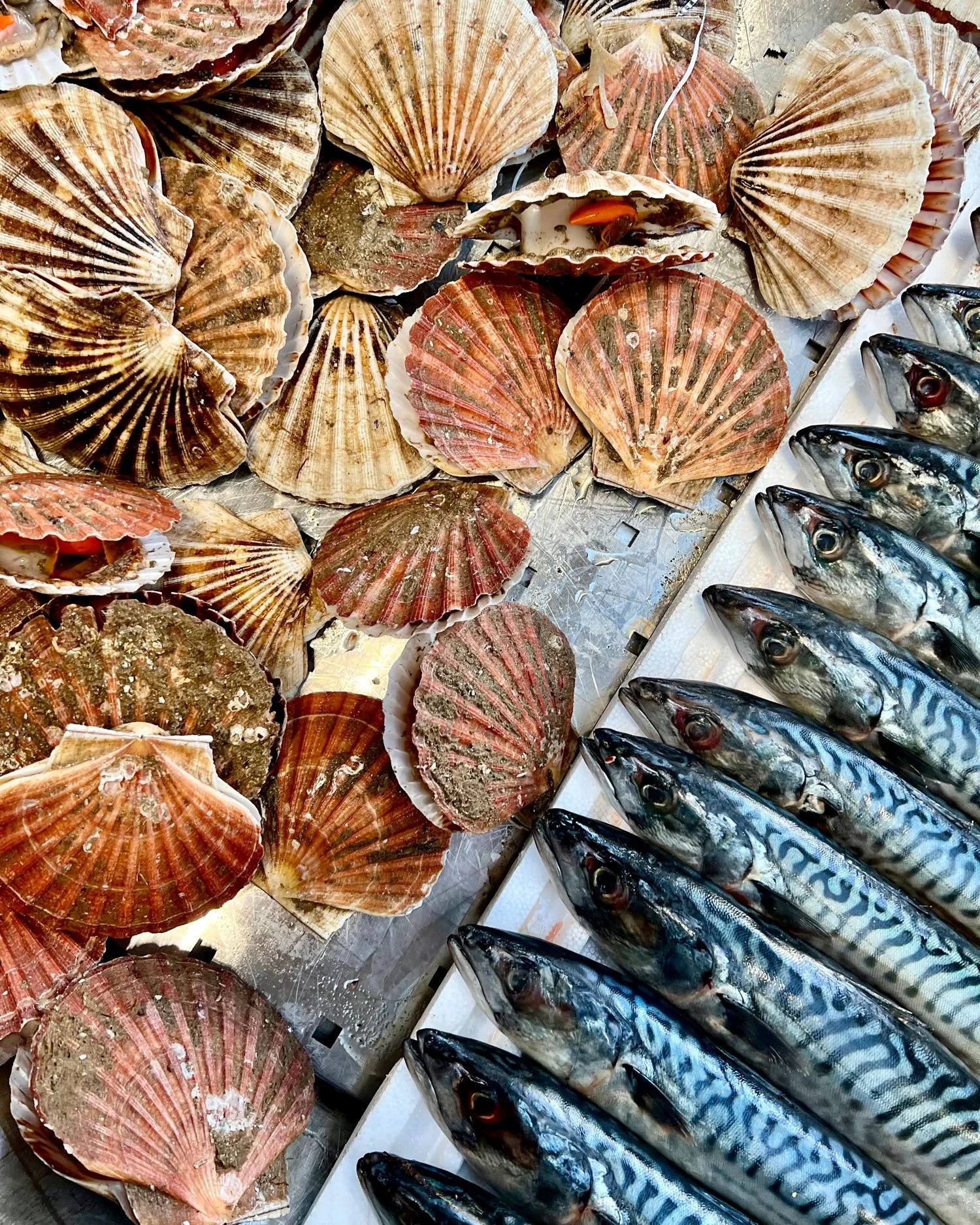 Fish City Belfast | Nurturing Tomorrow’s Ocean Stewards — Fish City