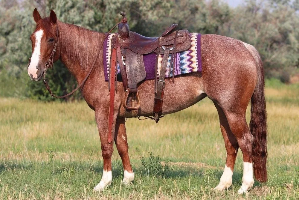 Money Earner — She's The One Ranch
