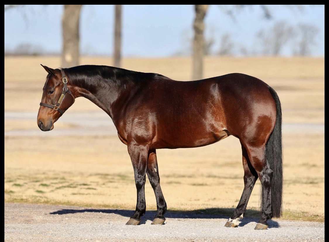 Filly -Sorrel Rabicano-Reyzin The Cash x Not Yo Kitty x Metallic Cat ...