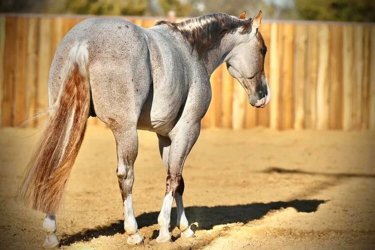 2023 Foals(Prices Listed) — She's The One Ranch