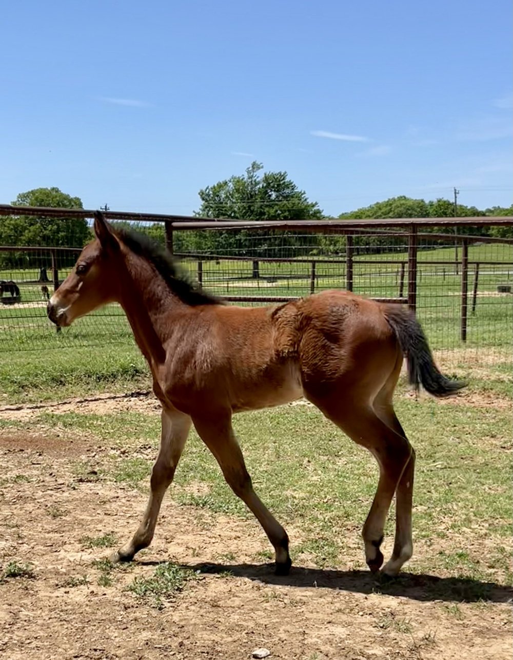 Store 2 — She's The One Ranch