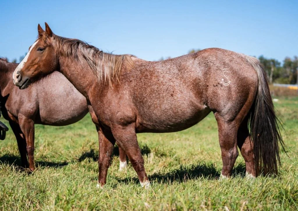 Winners Circle — She's The One Ranch