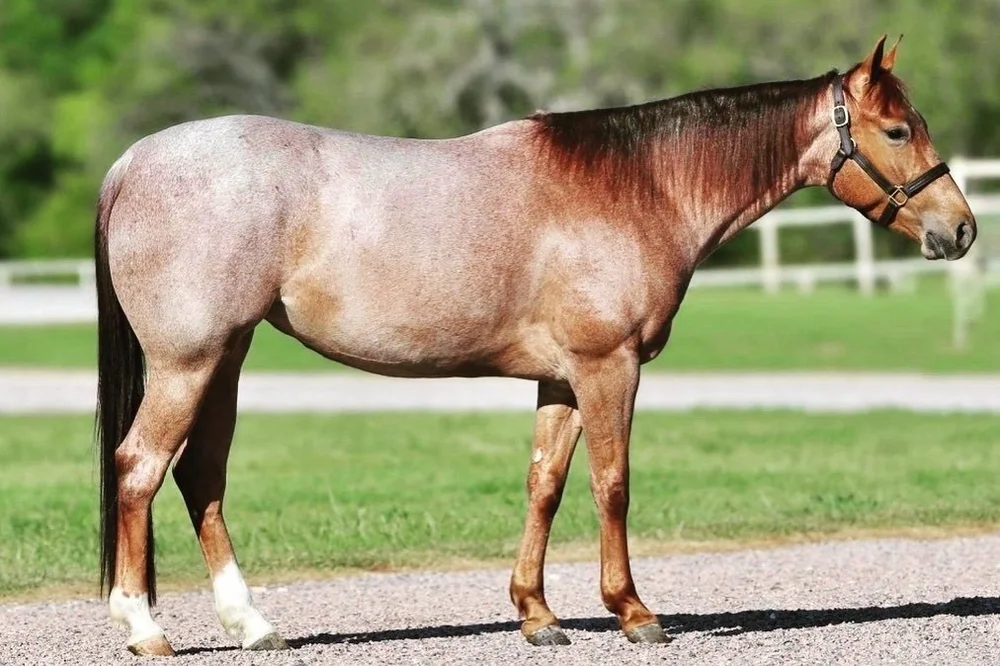 Money Earner — She's The One Ranch